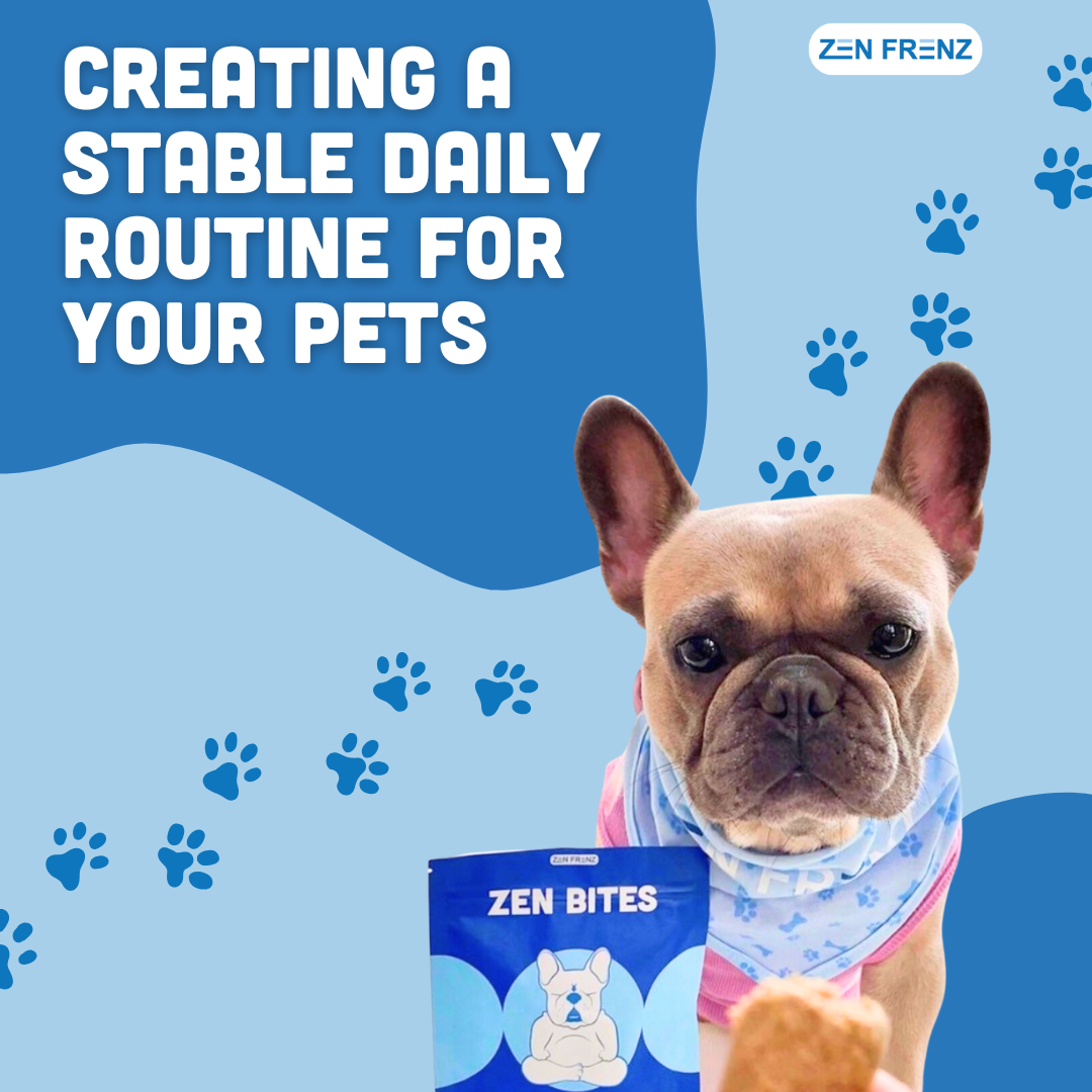 Creating a Routine for your Frenz – Zen Frenz