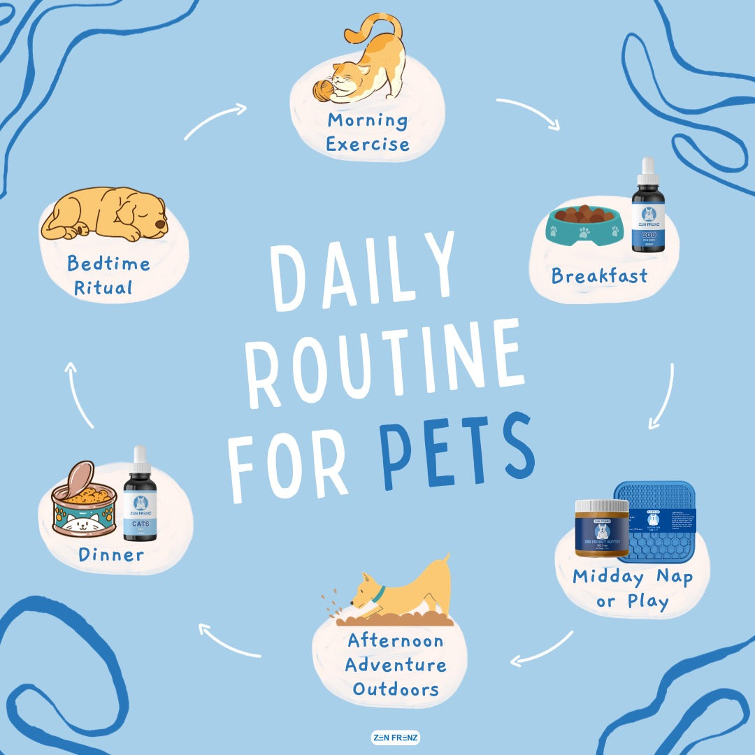 The Daily Routine Your Pet Deserves – Zen Frenz