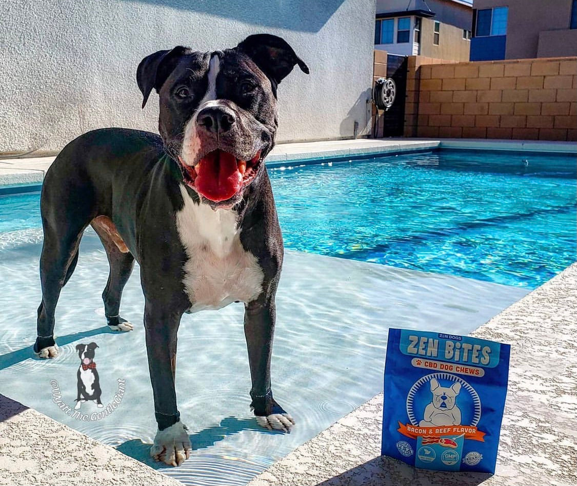 Summer Dog Hacks – Zen Frenz