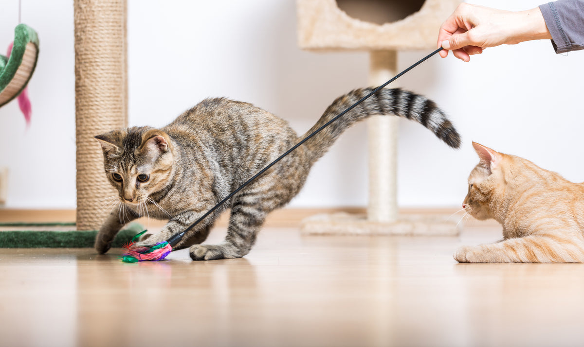 5 Fun Activities to do with Your Cat – Zen Frenz