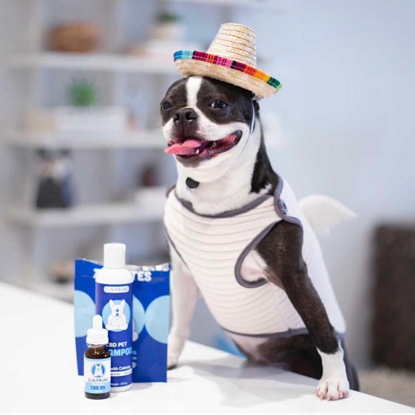 Four Ways to Celebrate Cinco de Mayo with Dogs – Zen Frenz